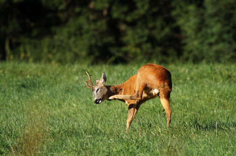 Roe deer scratching stock photo. Image of hairy, hoofed - 27469222