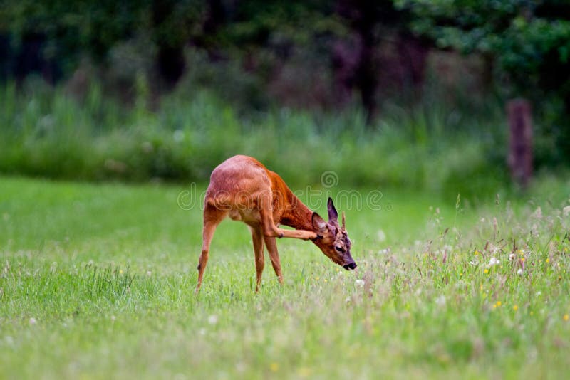 Roe deer scratching stock photo. Image of scratching - 93720794