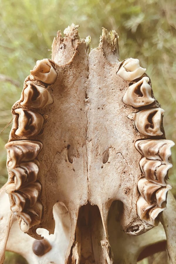 Deer Teeth