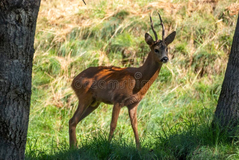 Roe Deer Small Wild Fawn Woods and Fields Italy Stock Photo - Image of ...