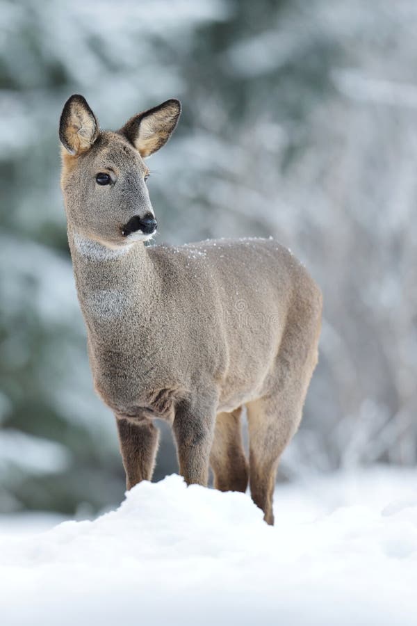 Roe deer on snow stock photo. Image of closeup, portrait - 50414828