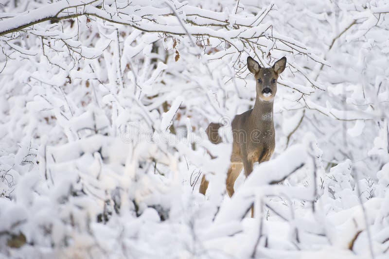 Roe Deer in the Snow during Winter Stock Image - Image of looking ...
