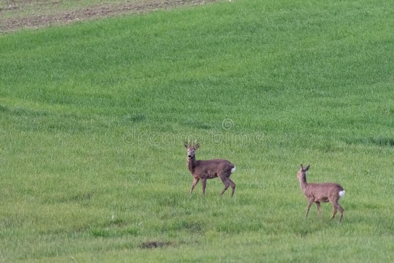 Roe Deer on a Spring Meadow. Wild Animals Grazing on Green Grass Stock ...