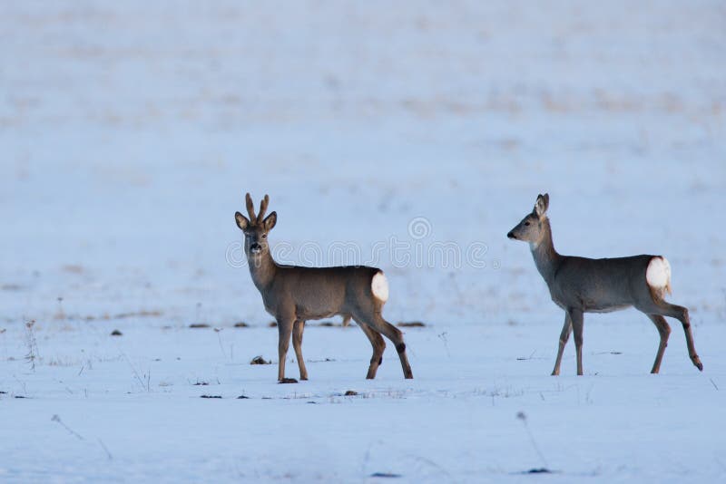 Roe deer stock image. Image of snow, deer, nature, wildlife - 50162665