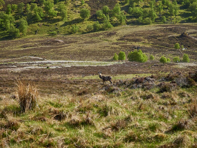 Roe Deer Stag Standing in Landscape of Scottish Highlands Stock Image ...