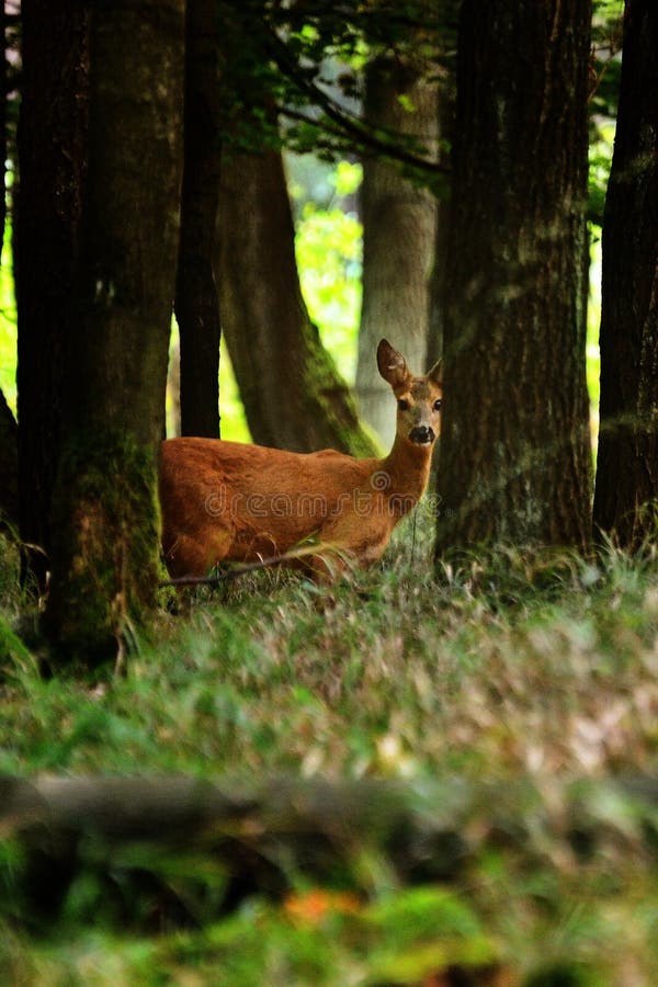 604 Deer Scared Stock Photos - Free & Royalty-Free Stock Photos from ...