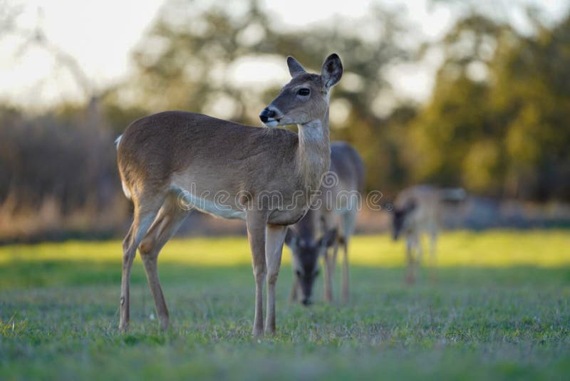 The Roe Deer Stands in the Field. Roe Deer Female on a Green Meadow ...