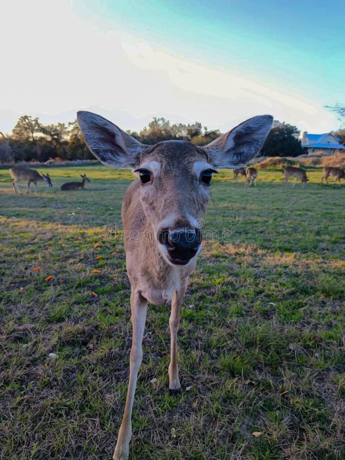 Roe Deer Stands in the Field. Roe Deer Female on a Green Meadow Stock ...