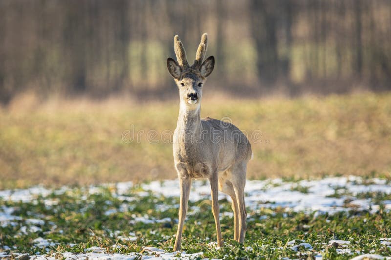 A Roe Deer Stands in a Field Stock Image - Image of wild, mammal: 374964563