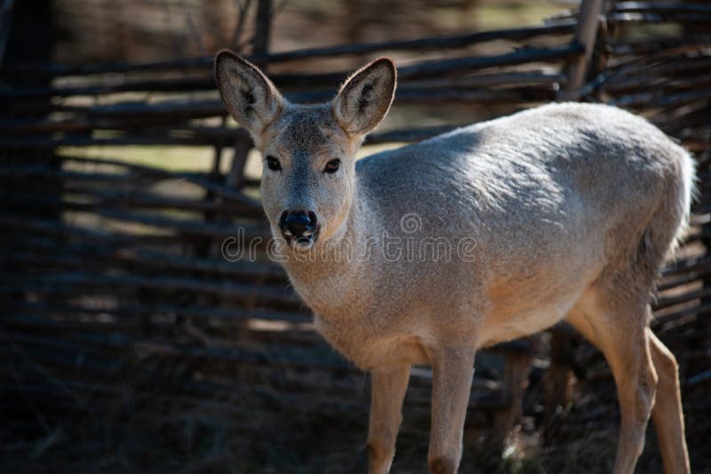 The Roe Deer Stands Near the Corral Stock Image - Image of landscape ...
