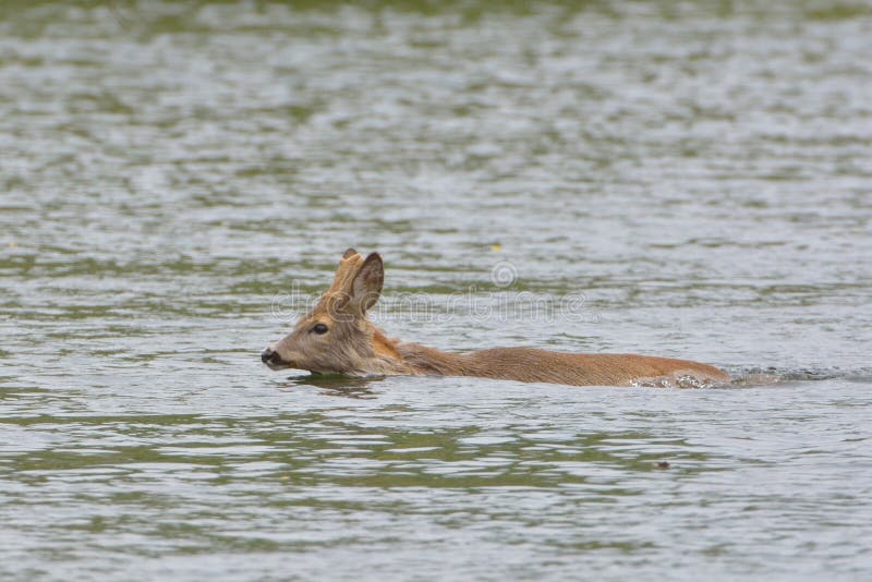 Roe Deer Swimming stockfoto. Bild von sommer, wasser - 79098700