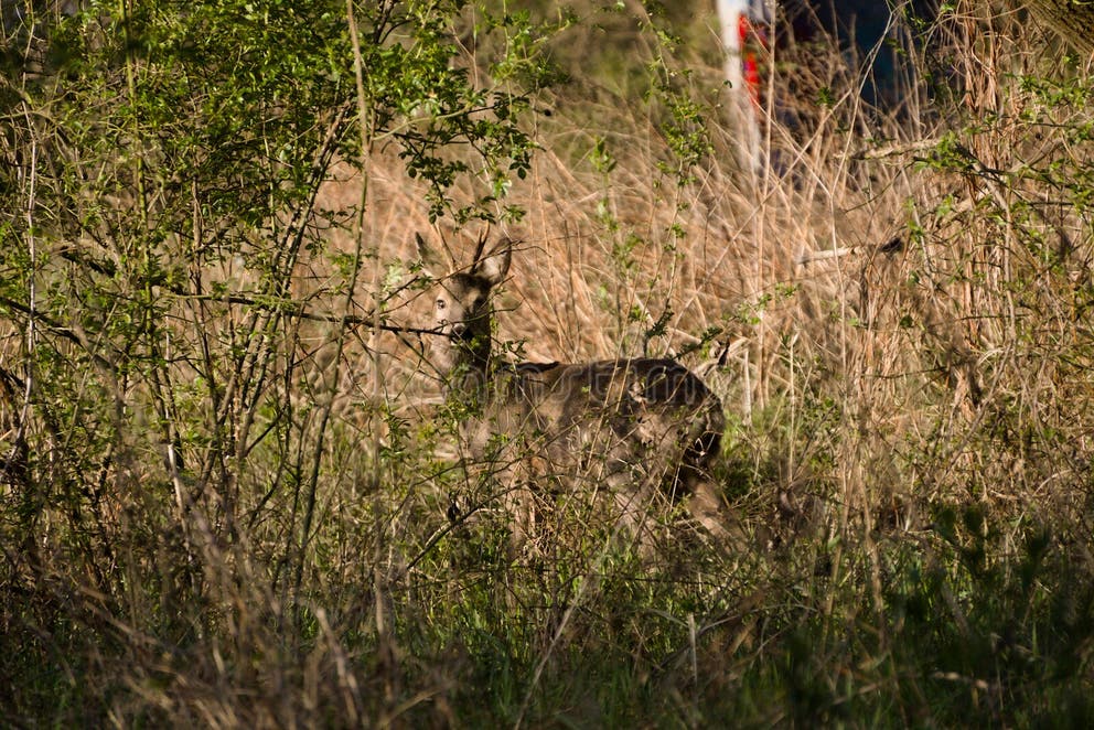 A Roe Deer in the Thicket, Hiding among the Vegetation. Stock Photo - Image of forest, look ...