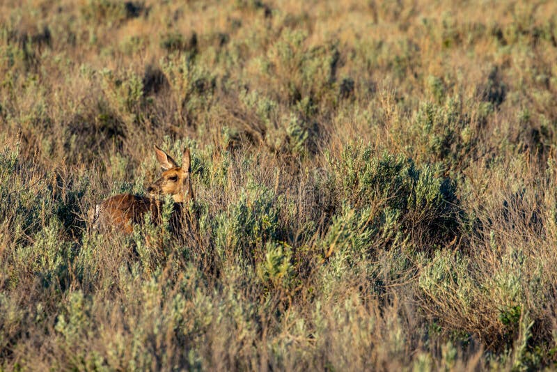 Roe Deer in the Wilderness of Alberta in the Wilderness of Alberta ...