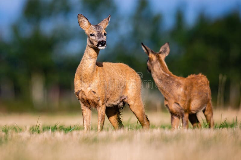 Roe Deer wildlife hunting stock photo. Image of fauna - 197314616