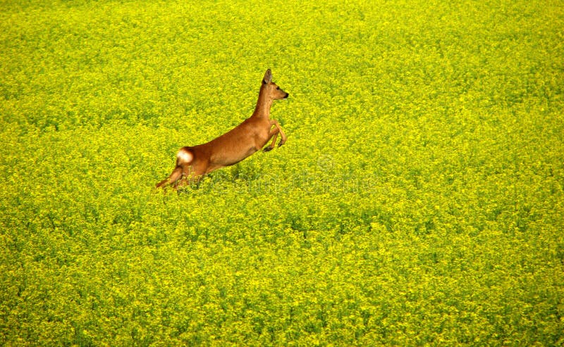 Rape Deer Stock Photos - Free & Royalty-Free Stock Photos from Dreamstime