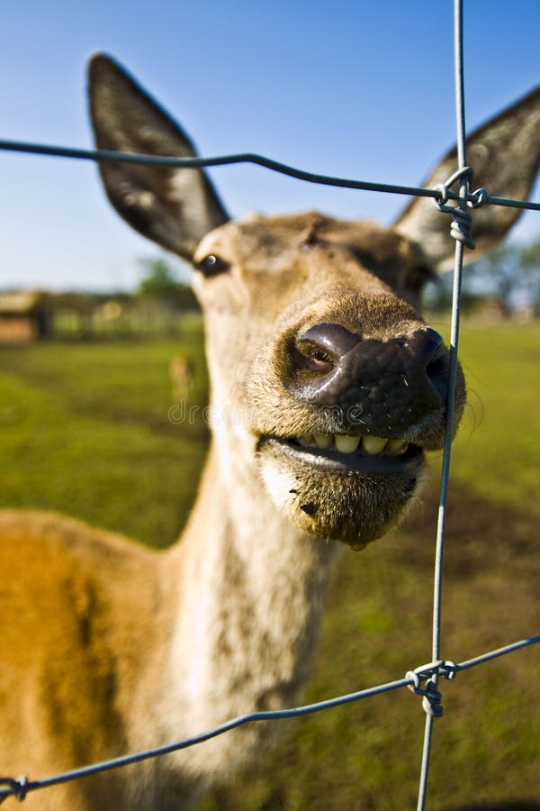 Roe deer zoo stock image. Image of teeth, macro, deer - 17119207