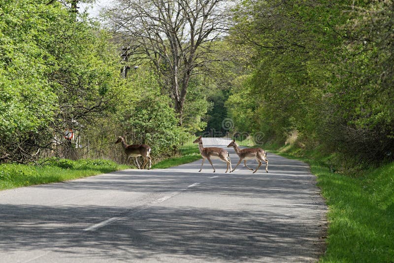 Roe Deers Crossing the Road. Stock Image - Image of mammal, beautiful ...
