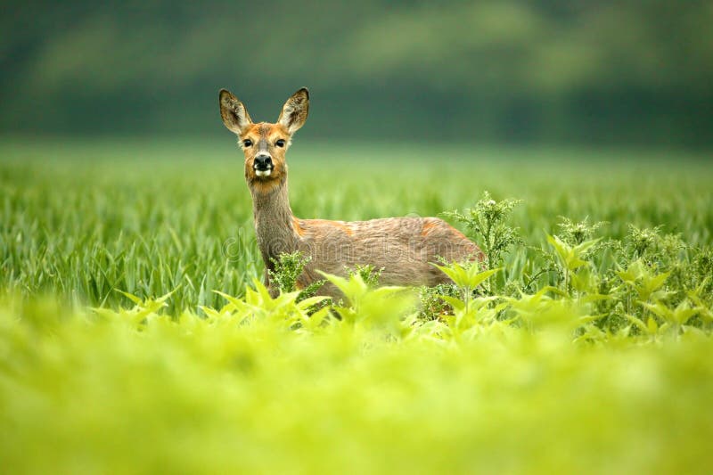 Roe Doe stock image. Image of shot, cull, shooting, animal - 1948295