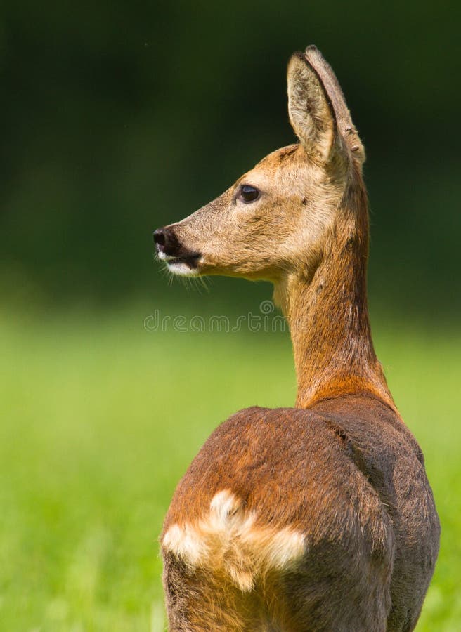 Roe Deer Buck Looking Proud Stock Image - Image of forrest, looking ...