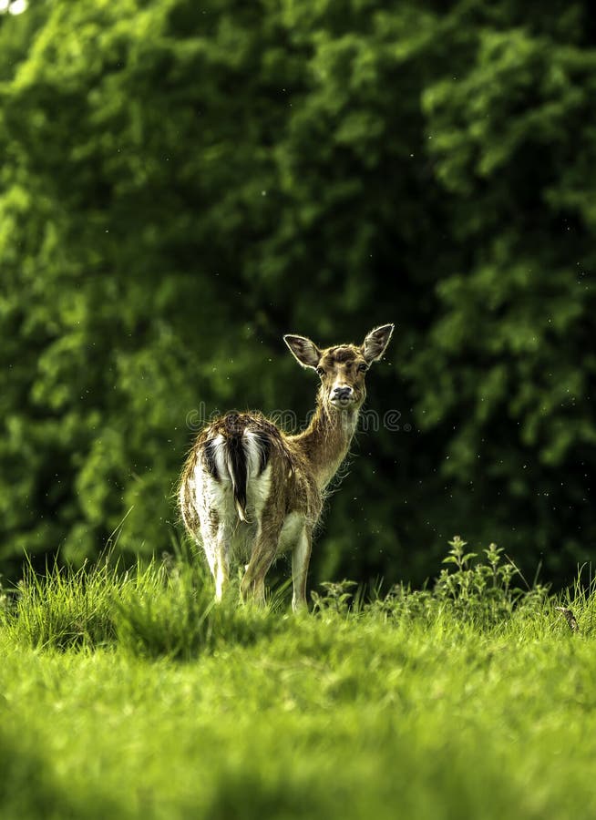 Roe Fallow Deer Spotting Danger Behind Amidst the Overpowering Greenery ...
