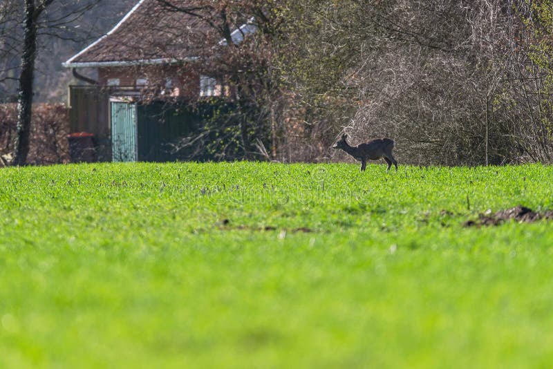 Roe Deer Standing in Farmland Near House. Stock Photo - Image of ...