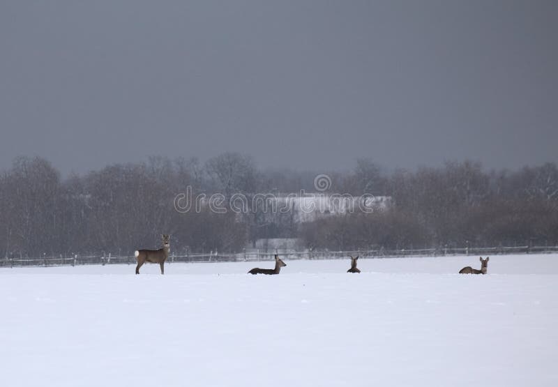 Roe Pack stock photo. Image of date, season, color, hunting - 51305824