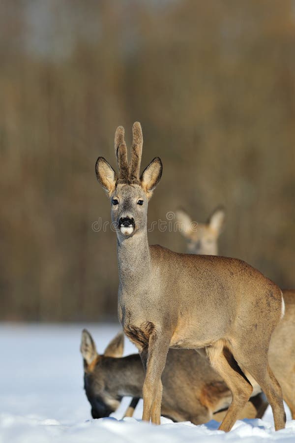Roebuck stock photo. Image of roebuck, animal, fauna - 22277616
