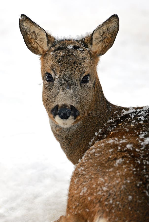 Roebuck stock photo. Image of roebuck, animal, fauna - 22277616