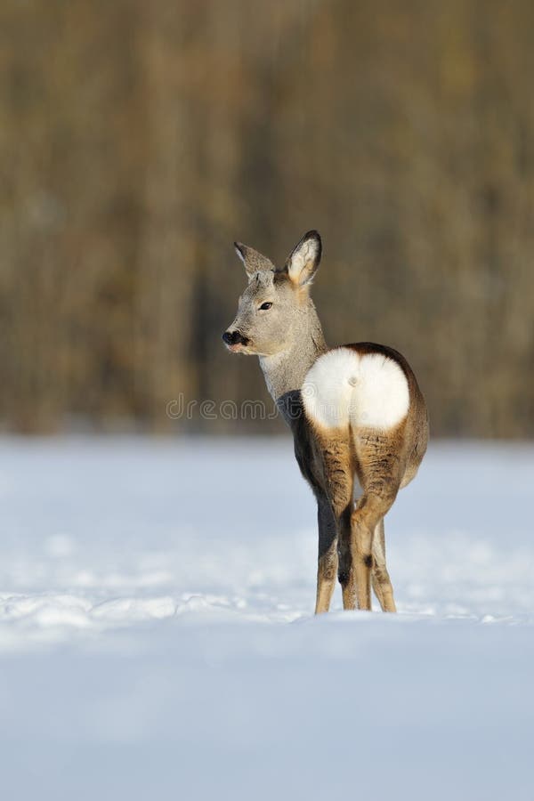 Roebuck stock photo. Image of roebuck, animal, fauna - 22277616