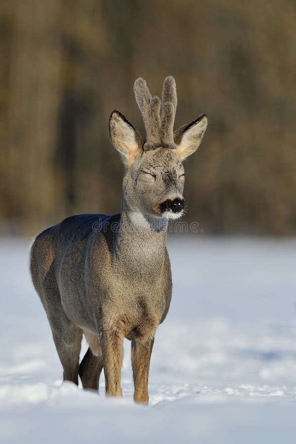 Roebuck stock photo. Image of roebuck, animal, fauna - 22277616