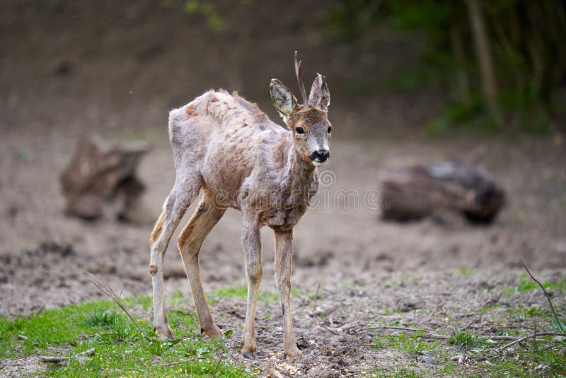 Roebuck in the Forest, Changing Fur Stock Image - Image of buck ...