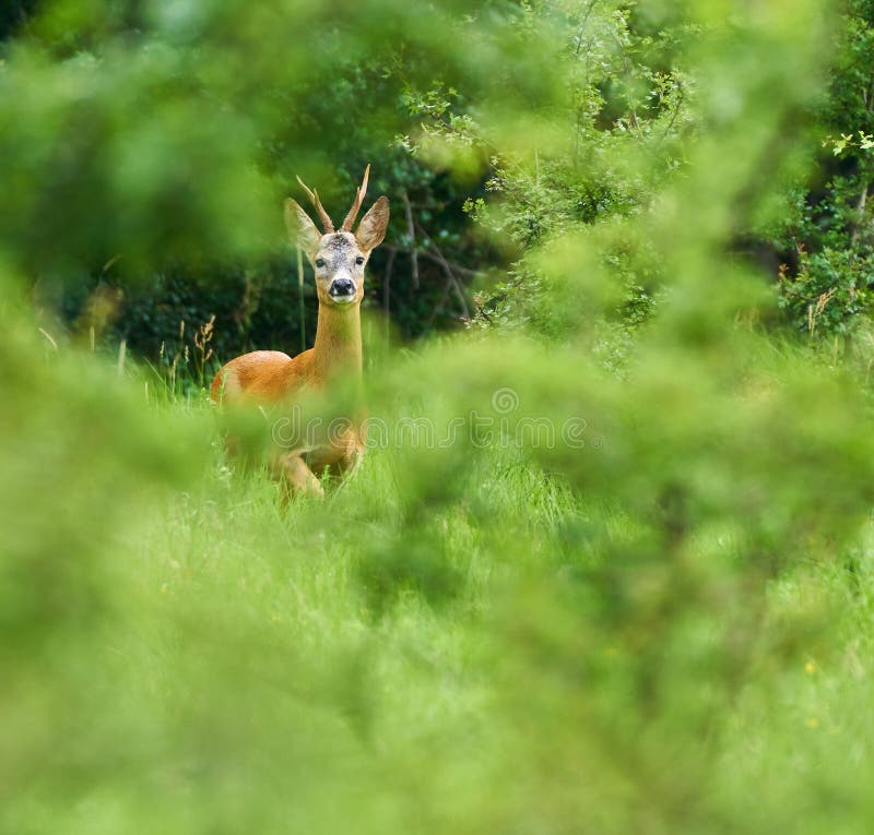 Roebuck in the forest stock photo. Image of animal, roebuck - 94301702
