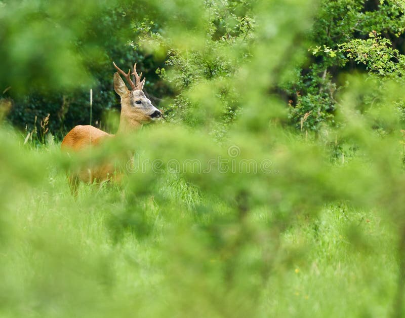 Roebuck in the forest stock photo. Image of nature, fauna - 94302020