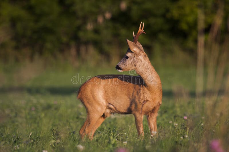 Roebuck stock image. Image of antlers, standing, fields - 66767015