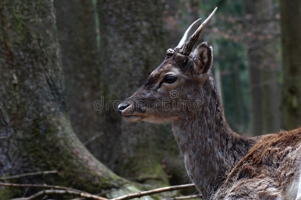 Roebuck stock image. Image of panolia, eldii, deer, animal - 94662631
