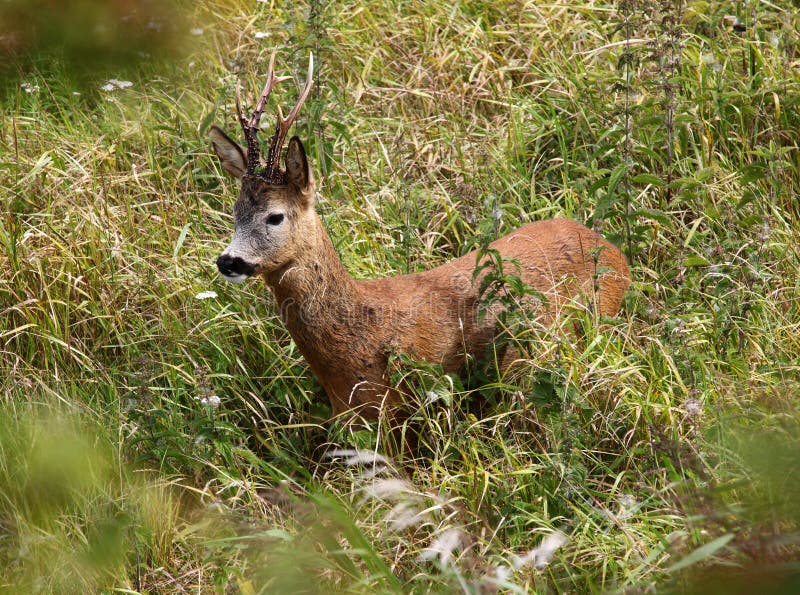 Roebuck stock photo. Image of brown, forest, roebuck - 97656922