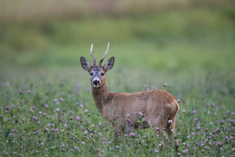 Roebuck on the green field stock photo. Image of brown - 54991510