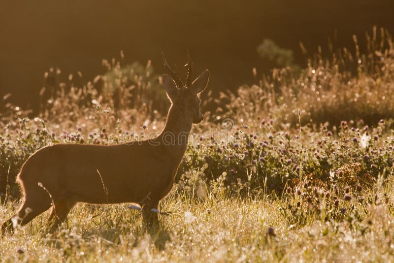 Roebuck stock image. Image of wildlife, buck, wild, sunlit - 54973521