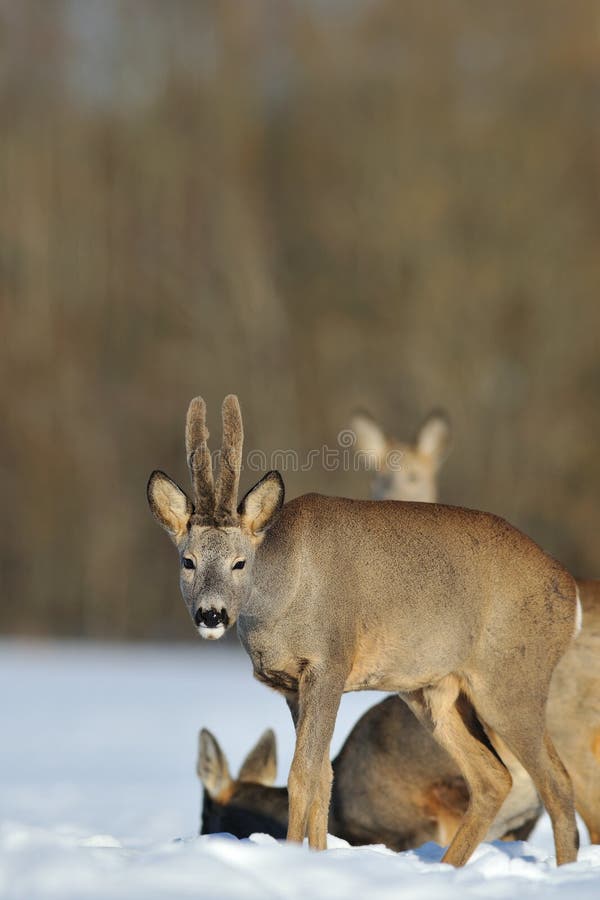 Roebuck stock photo. Image of roebuck, animal, fauna - 22277616