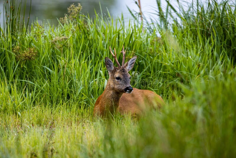 Roebuck in the wild stock image. Image of animal, nature - 186078839