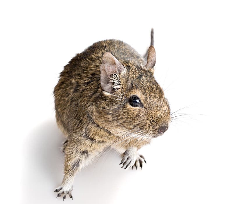 Animal De Estimação Pequeno Bonito Do Degu Do Roedor Do Bebê Imagem de ...