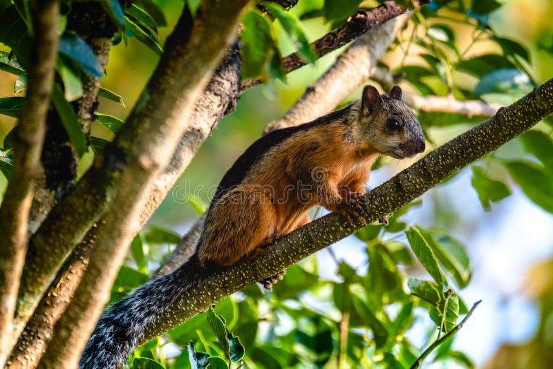 Roedor De La Selva Tropical a Partir Del Tiempo De La Comida Del Brasil ...
