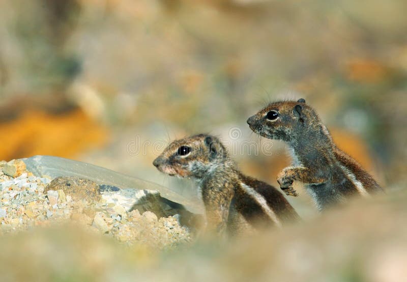 Pica en las rocas foto de archivo. Imagen de fauna, roedor - 17783692