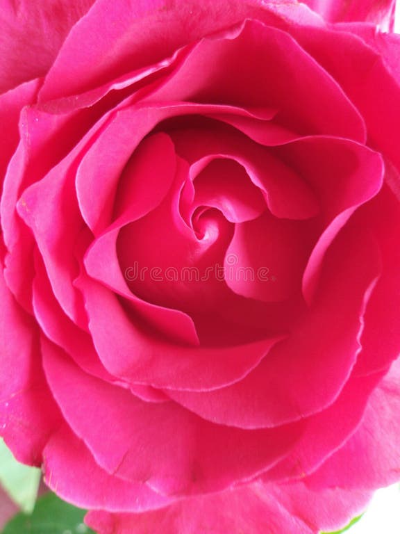 Roes stock photo. Image of flower, roes, pinkcolor, pinkroes - 50520498