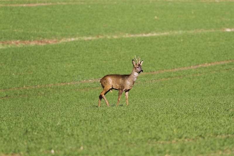 Roes in meadow stock image. Image of grain, capreolus - 104518473
