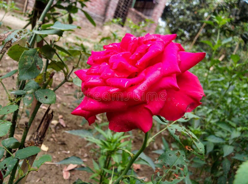 Roes stock image. Image of roes, rose, flowers, nature - 180012831