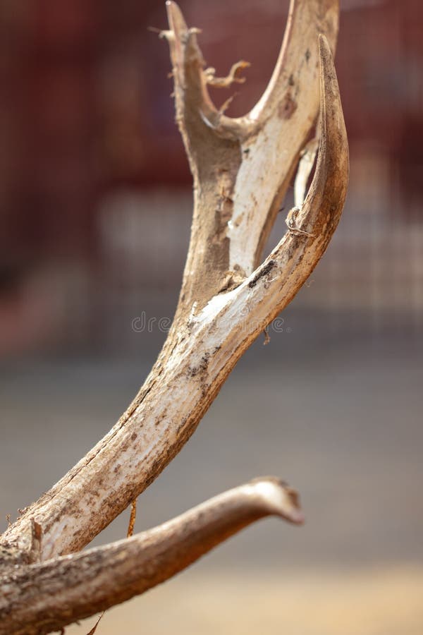 Whitetail Antler Texture Stock Photos - Free & Royalty-Free Stock ...