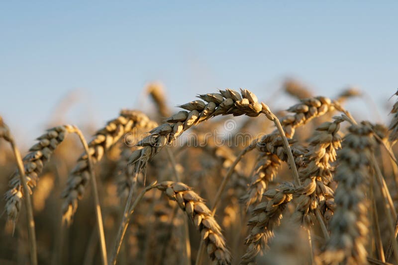 Rogge stock afbeelding. Image of korenhalm, gouden, korenveld - 12901771