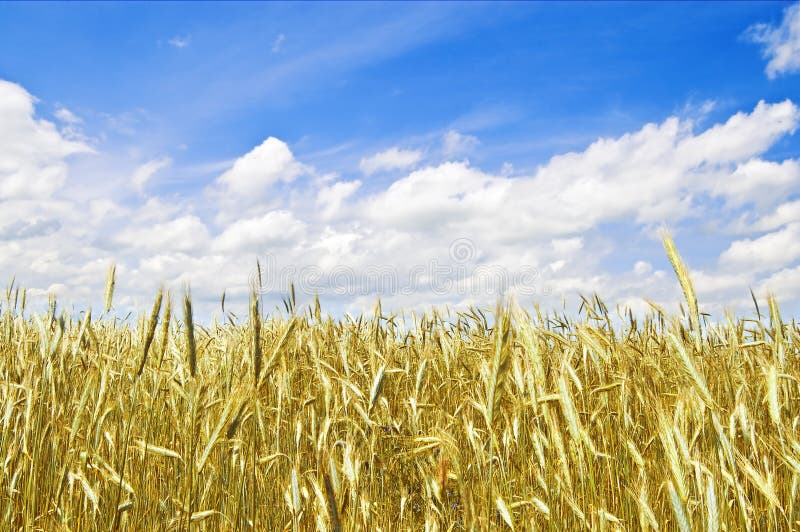 Rogge stock foto. Image of rogge, buiten, graangewas - 16079774