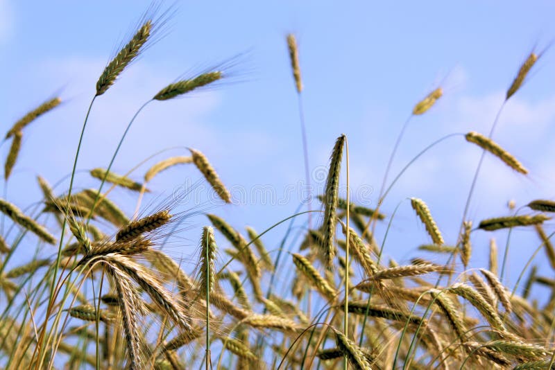 Rogge stock foto. Image of landbouw, flora, voedsel, blauw - 18087292